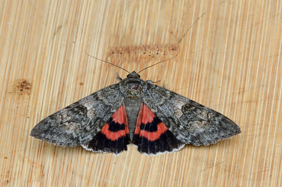 Students - Salisbury District Natural History Society