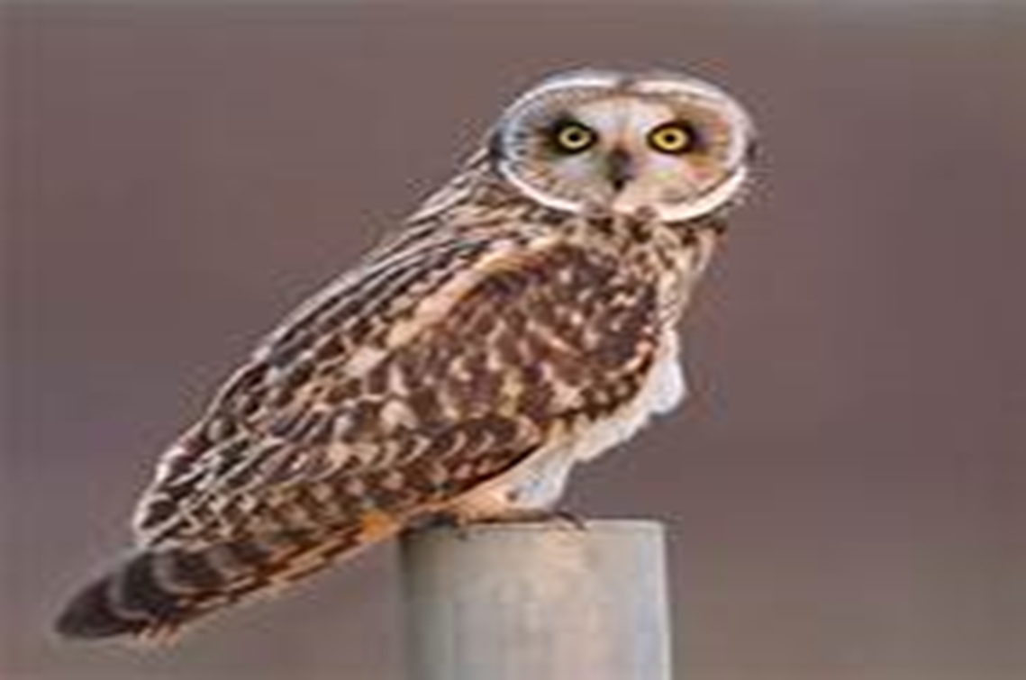 Students - Salisbury District Natural History Society